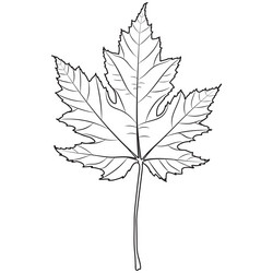 Silver maple tree leaf outline silhouette Vector Image