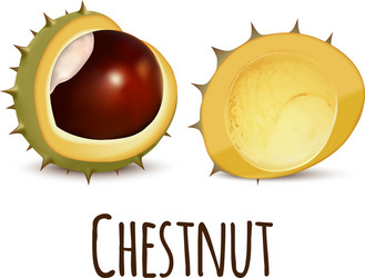 Realistic Chestnut Vector Images (over 300)
