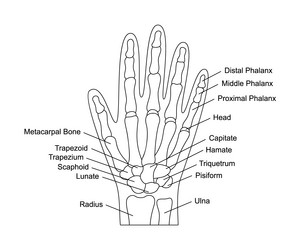 Human hand bones anatomy colored parts Royalty Free Vector