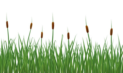 Realistic reeds isolated on white background Vector Image