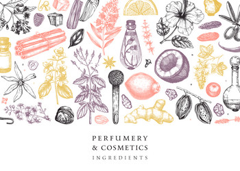 Aromatic plants background perfumery ingredients Vector Image