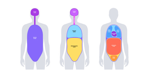 Body cavities poster Royalty Free Vector Image