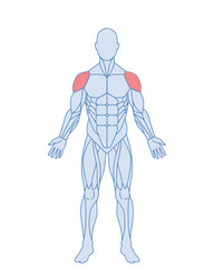 Muscle Vector Images (over 100,000)