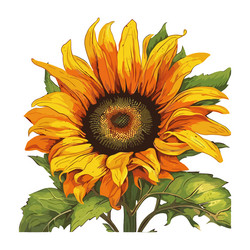 Sunflower Vector Images (over 53,000)