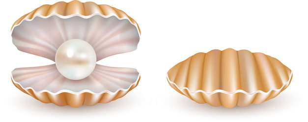Beautiful marine pearl shell poster banner Vector Image