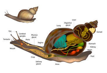 Snail Anatomy Vector Images (32)