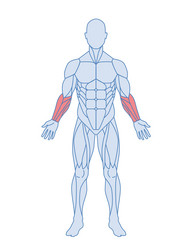 Male muscle anatomy set Royalty Free Vector Image