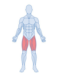 Male muscle anatomy set Royalty Free Vector Image
