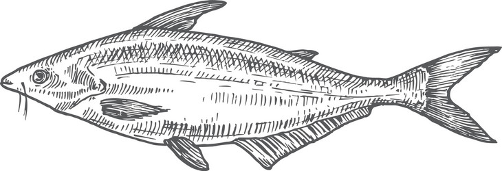 Marine hatchetfish hand drawn Royalty Free Vector Image