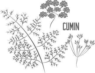 Cumin Seeds Vector Images (over 550)