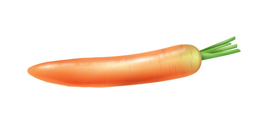 Realistic carrot icon isolated on white Royalty Free Vector