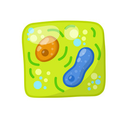 Plant Cell Vector Images (over 7,900)