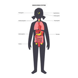 Human endocrine system Royalty Free Vector Image