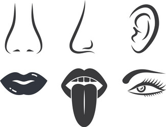 The Five Senses Drawing Vector Images (over 260)