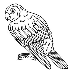 Andean condor bird isolated coloring page for kids