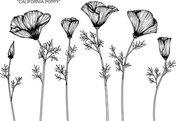 California poppy flower drawing Royalty Free Vector Image