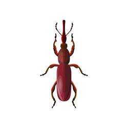 Weevil beetle Royalty Free Vector Image - VectorStock