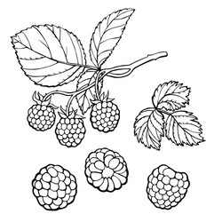Raspberry Silhouette Vector Images (over 1,400)