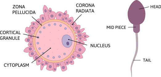 Ovum anatomy isolated on white Royalty Free Vector Image