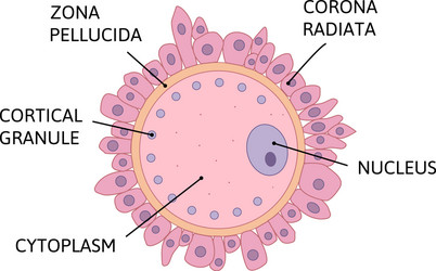 Oocyte Vector Images (over 270)