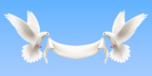 Pigeon or dove white bird flying with spread Vector Image