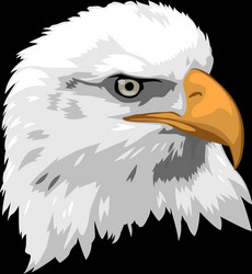 White neck eagle template Royalty Free Vector Image