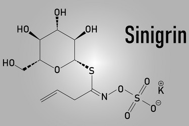 Sinigrin glucosinolate molecule skeletal formula Vector Image