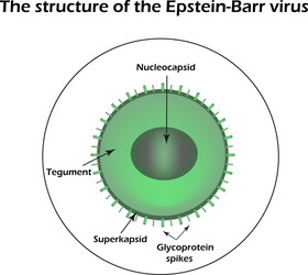 Epstein Barr Virus Vector Images (17)