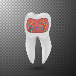 Realistic detailed 3d bunch of red detonate Vector Image