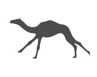 Cartoon funny camel running Royalty Free Vector Image