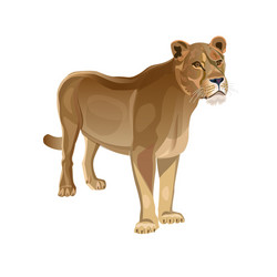 Lioness Vector Images (over 1,600)