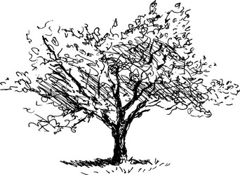 Cherry Tree Drawing Vector Images (over 3,600)
