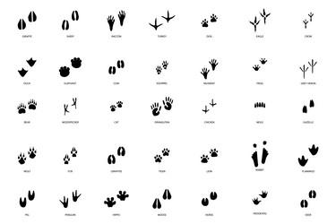 Different footprint traces step Royalty Free Vector Image