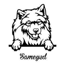 Samoyed Vector Images (over 250)