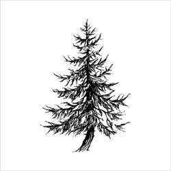 Sketch silhouette a canadian pine tree Royalty Free Vector