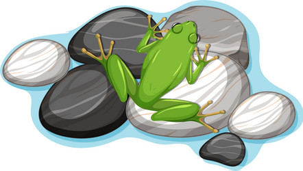 Rainforests Green Tree Frog Vector Images (over 210)