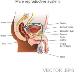 Anatomy Of The Male Reproductive System Royalty Free Vector