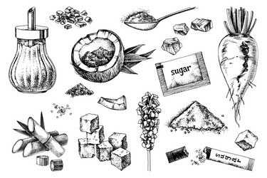 Hand drawn sugar cane Royalty Free Vector Image