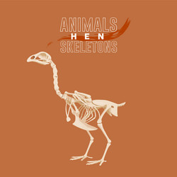 Hen Anatomy Vector Images (35)