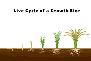 Rice Cycle Vector Images (56)