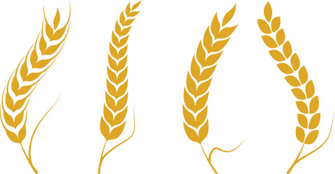 Agriculture wheat Royalty Free Vector Image - VectorStock