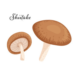 Shiitake Vector Images (over 2,500)