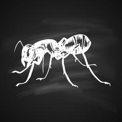 Ant Side View Vector Images (32)