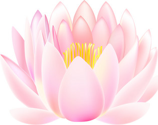 Lotus Vector Images (over 91,000)