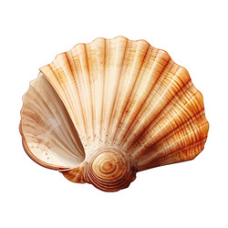 Seashell Cut Out Vector Images (96)