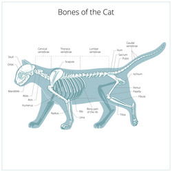 Cat skeleton veterinary Royalty Free Vector Image