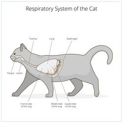 Respiratory system of the cat Royalty Free Vector Image