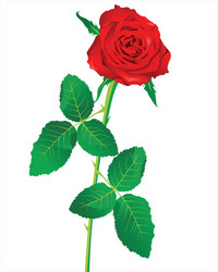 Rose Vector Images (over 270,000)