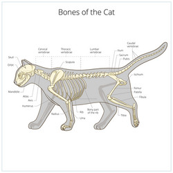 Cat skeleton veterinary Royalty Free Vector Image