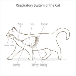 Respiratory system of the cat Royalty Free Vector Image